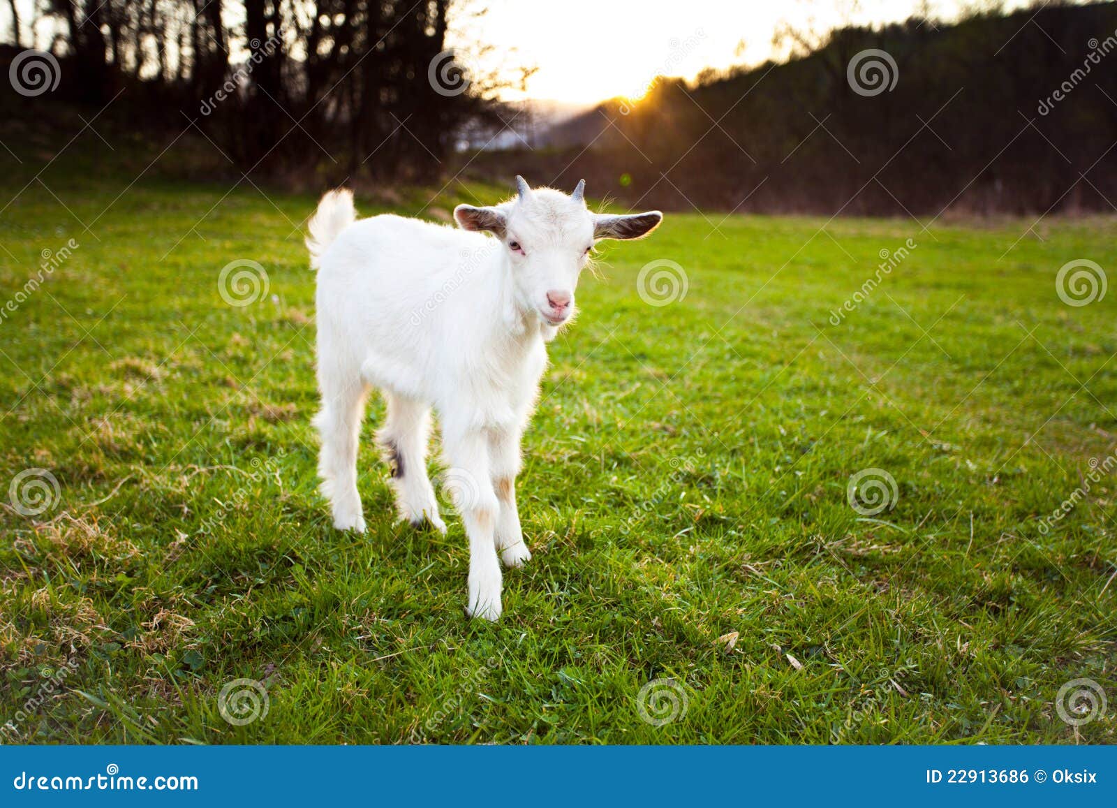 Goatling stock photo. Image of countryside, barn, innocence - 22913686