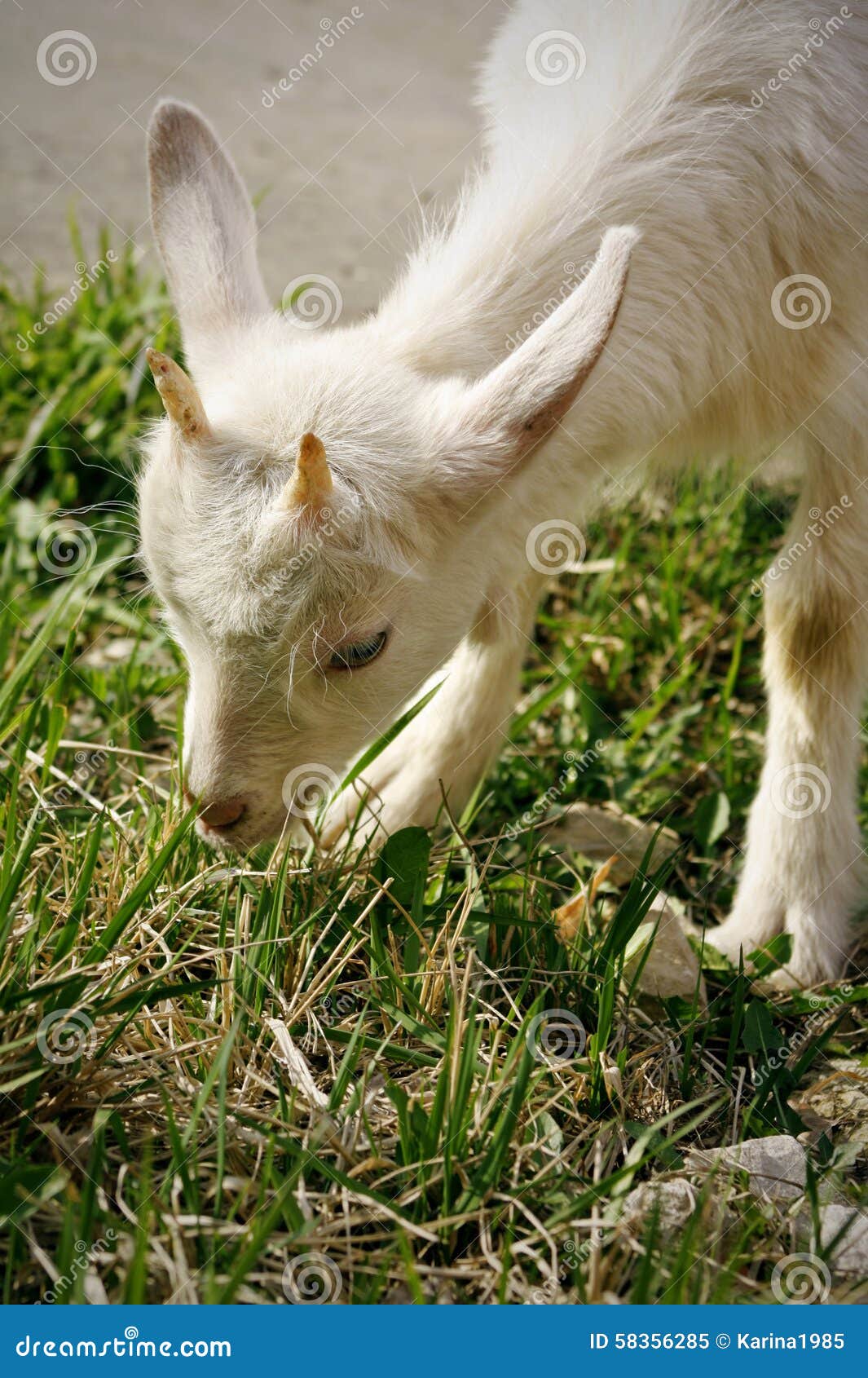 Goatling stock image. Image of animal, white, summer - 58356285