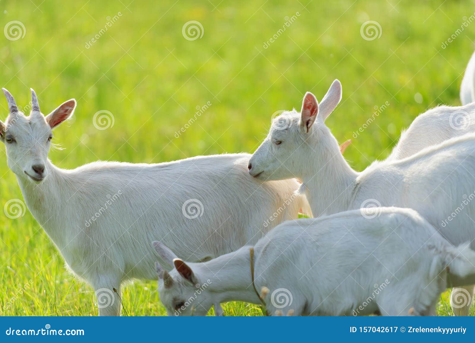 Goatling stock image. Image of environment, food, summer - 157042617