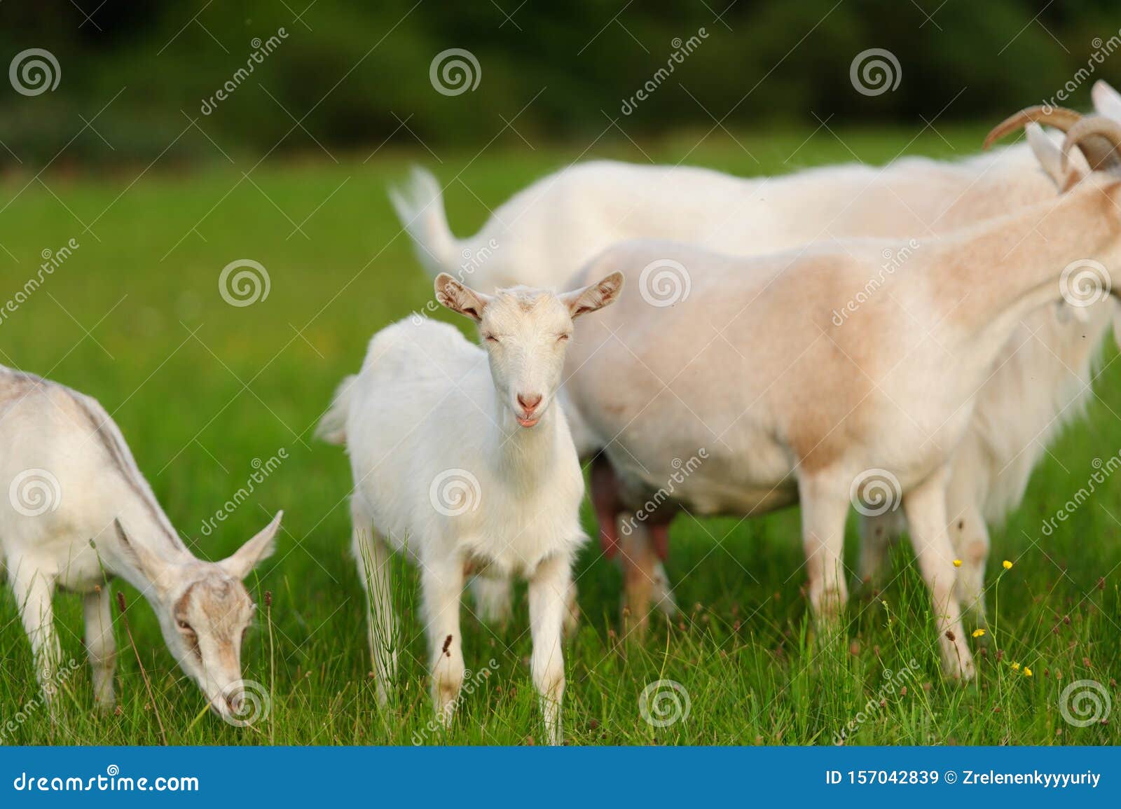 Goatling stock image. Image of grazing, white, outdoor - 157042839
