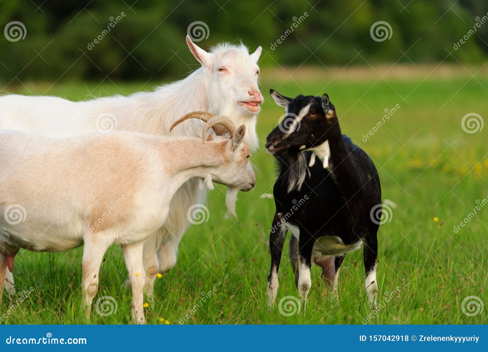 Goatling stock photo. Image of rural, grass, outdoor - 157042918