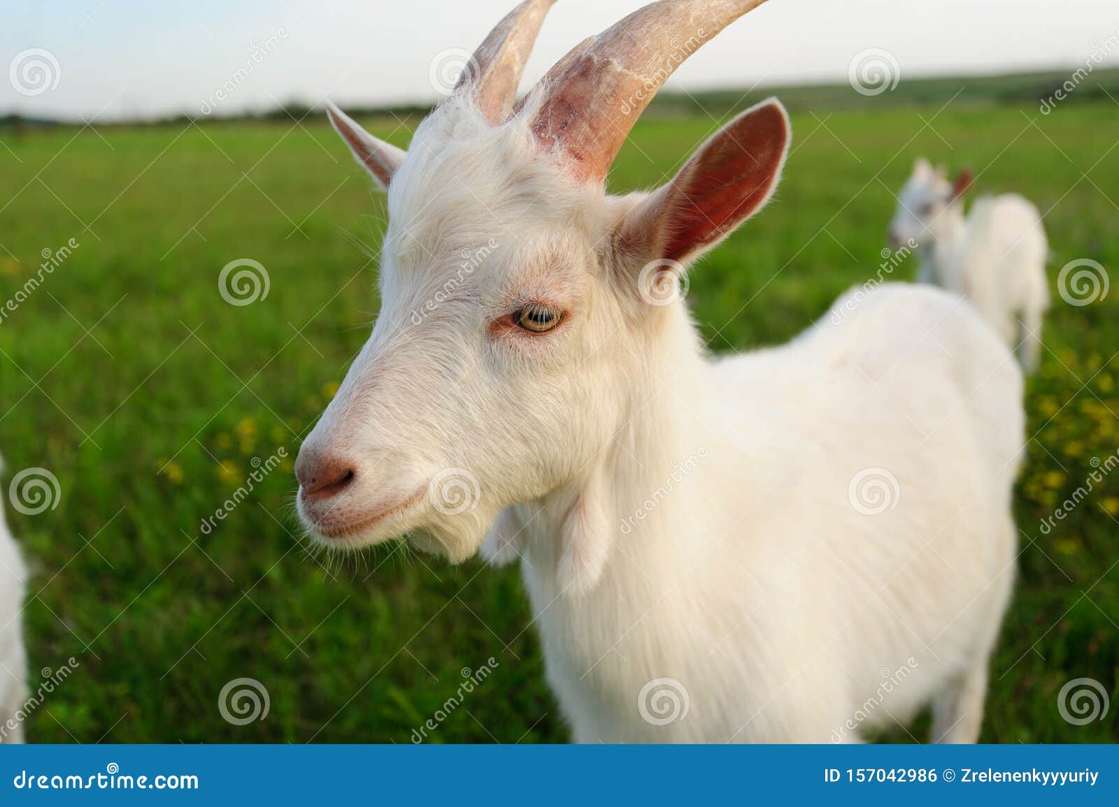 Goatling stock photo. Image of small, bright, mammal - 157042986