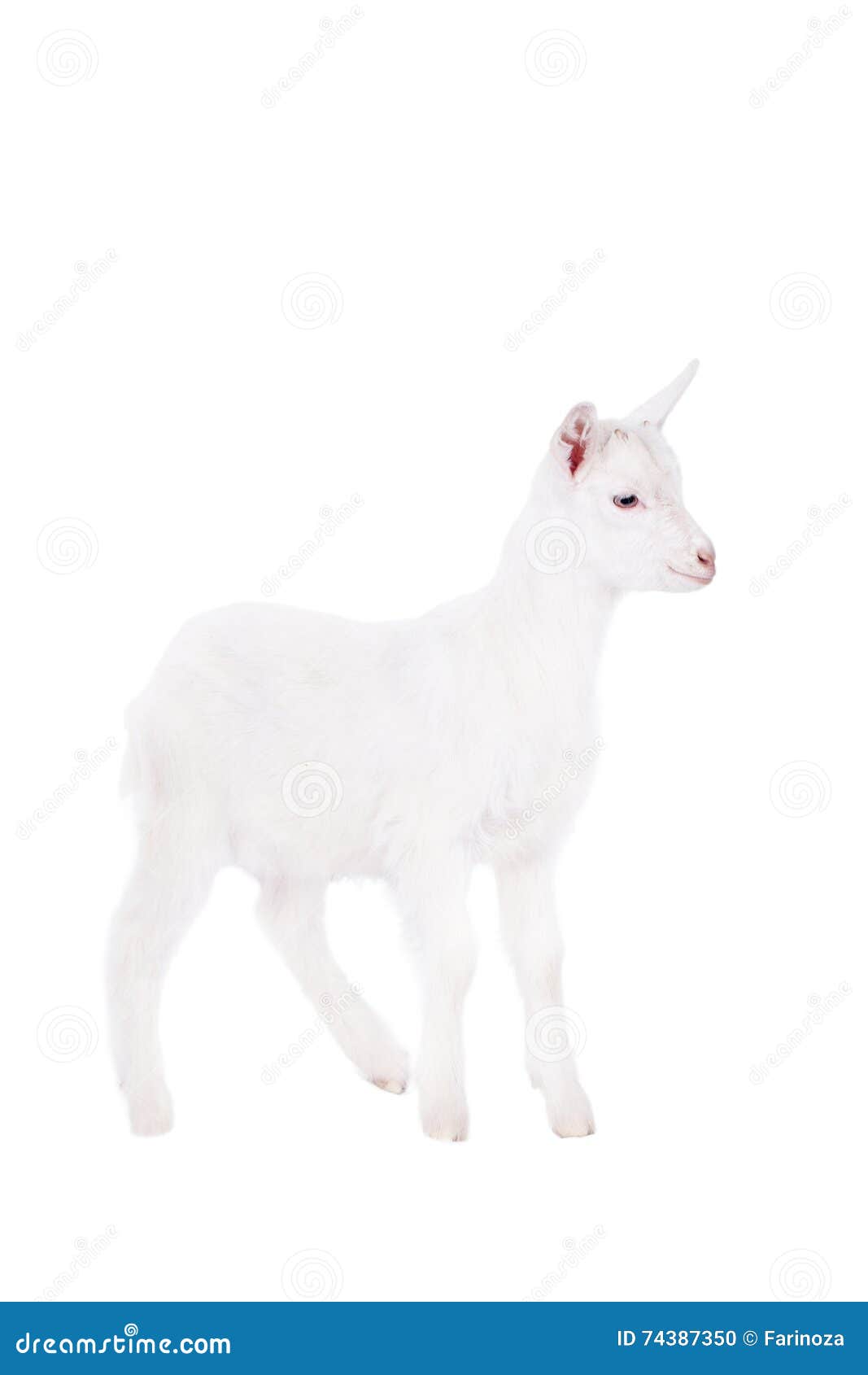 The Goatling Isolated on White Stock Photo - Image of breed, farm: 74387350