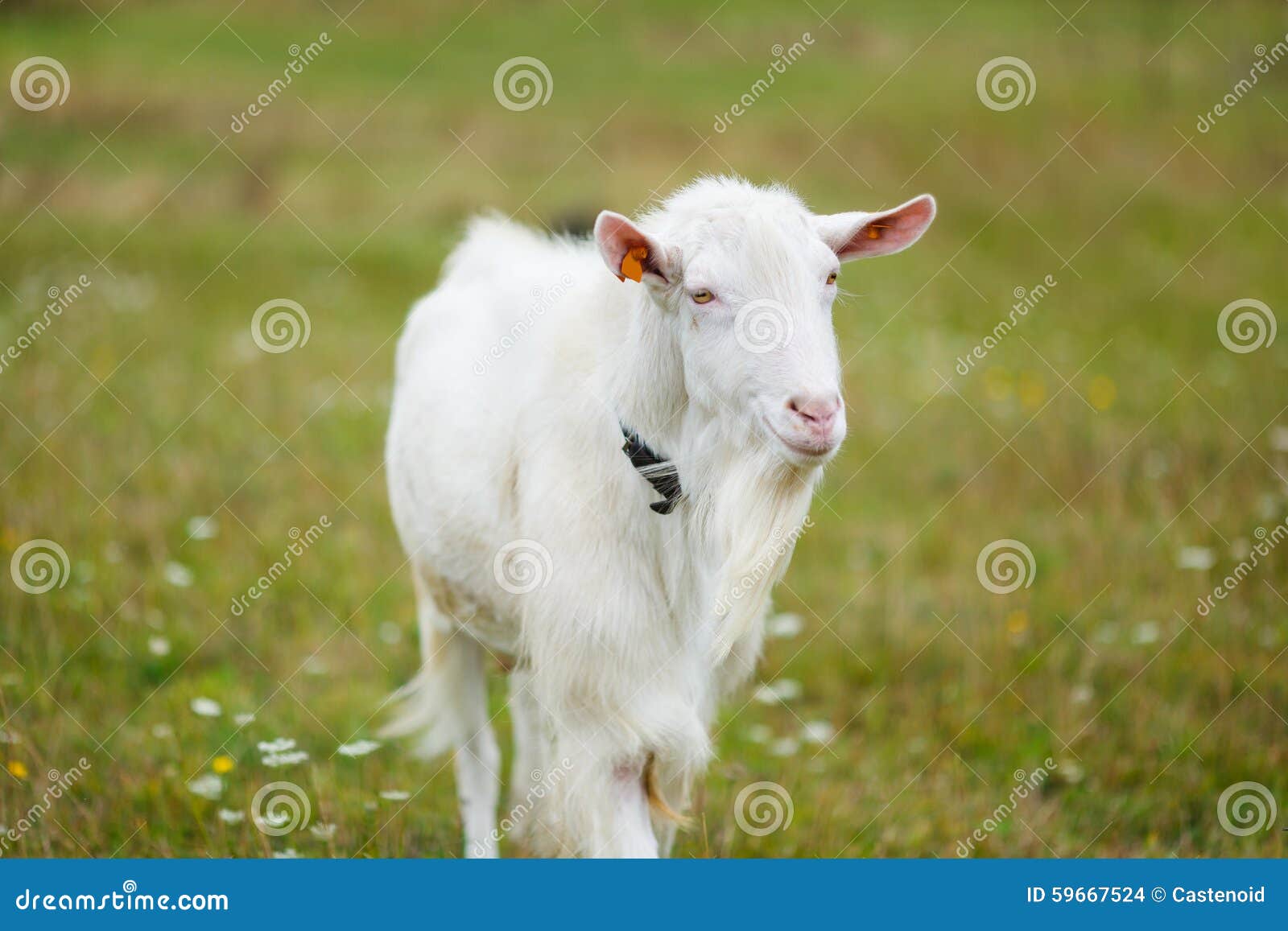 Goatling on the meadow stock photo. Image of pasture - 59667524
