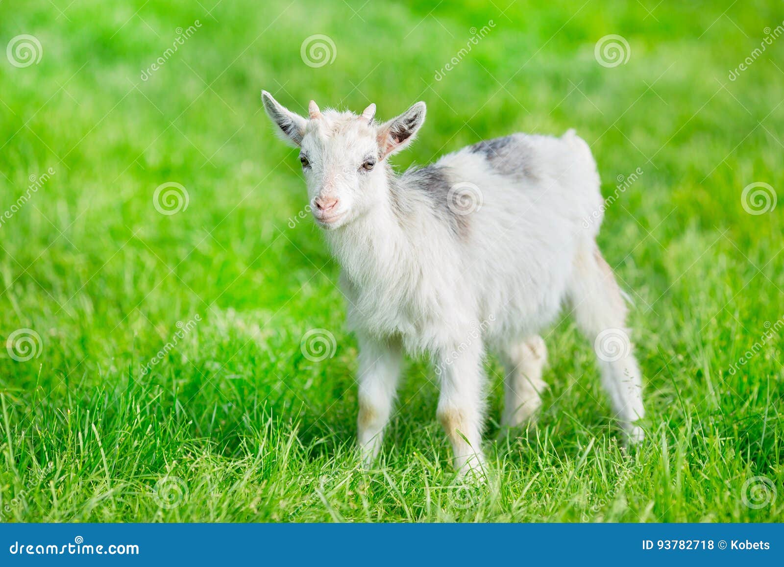 Goatling stands on meadow stock photo. Image of grass - 93782718