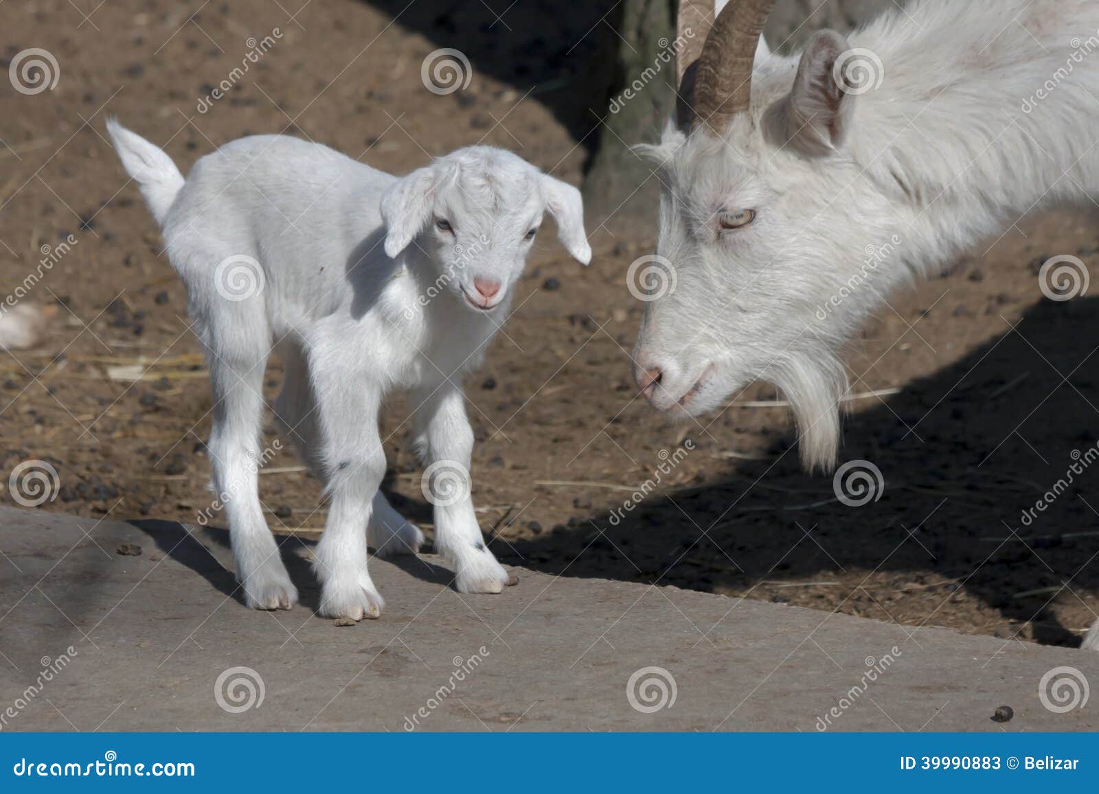 Goatling stock image. Image of white, ungulates, baby - 39990883