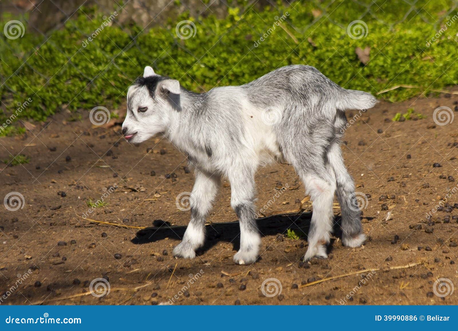 Goatling stock photo. Image of hircus, baby, goatling - 39990886