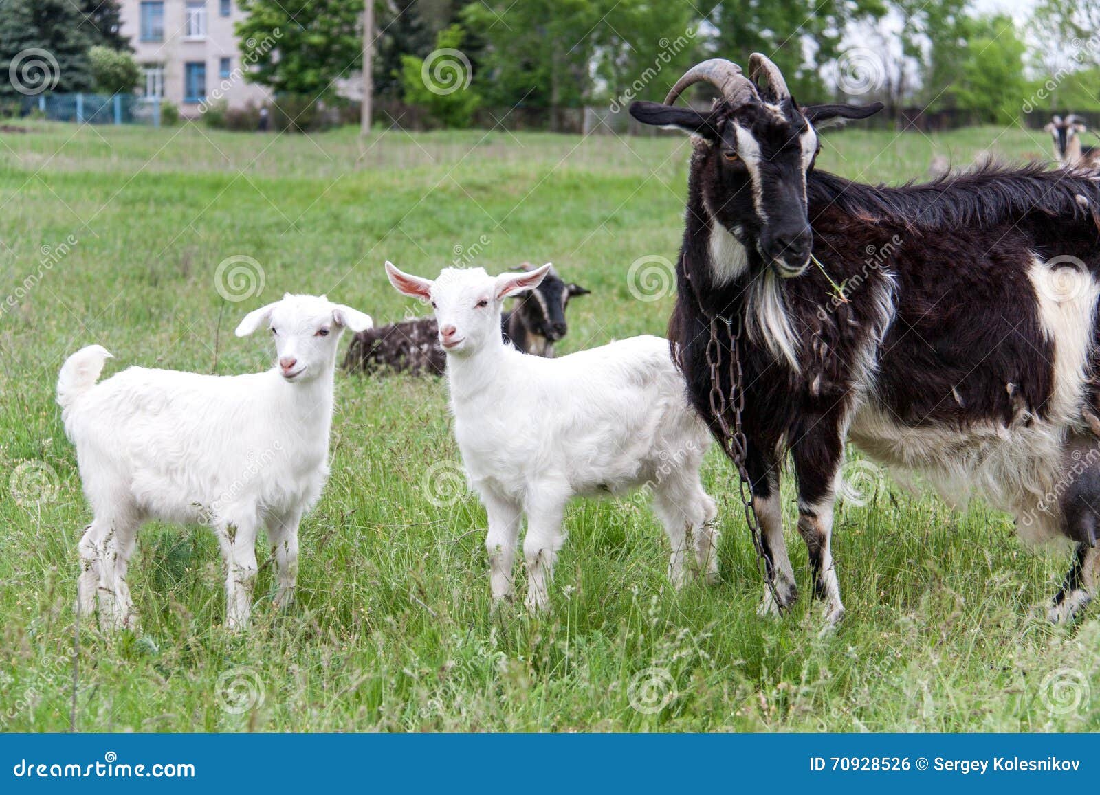 Goatlings with Goat are Grazing on Grass in the Village Stock Photo ...