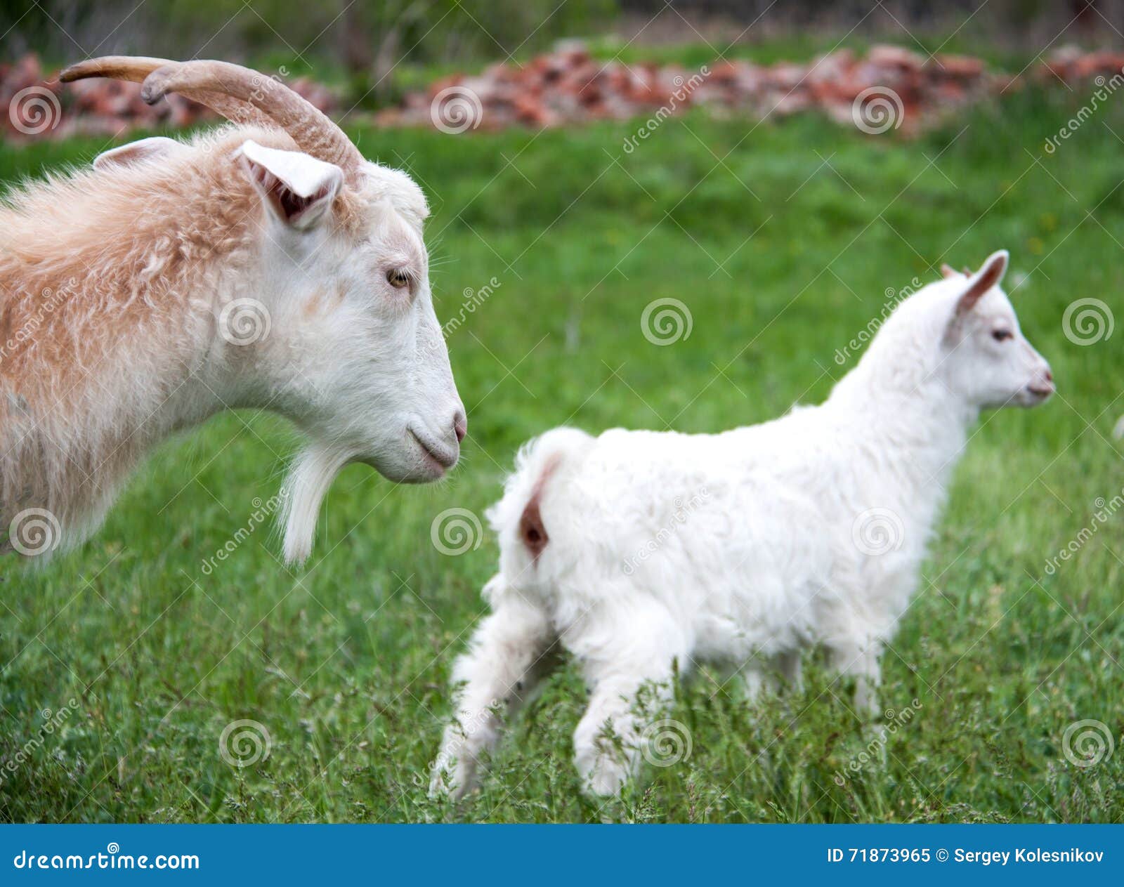 Goatlings with Goat are Grazing on Grass in the Village Stock Image ...