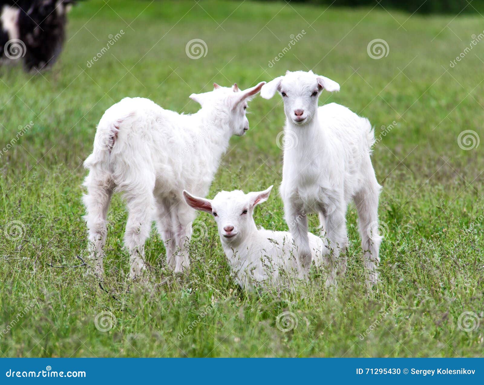 Goatlings are Grazing on Grass in the Village Stock Photo - Image of ...