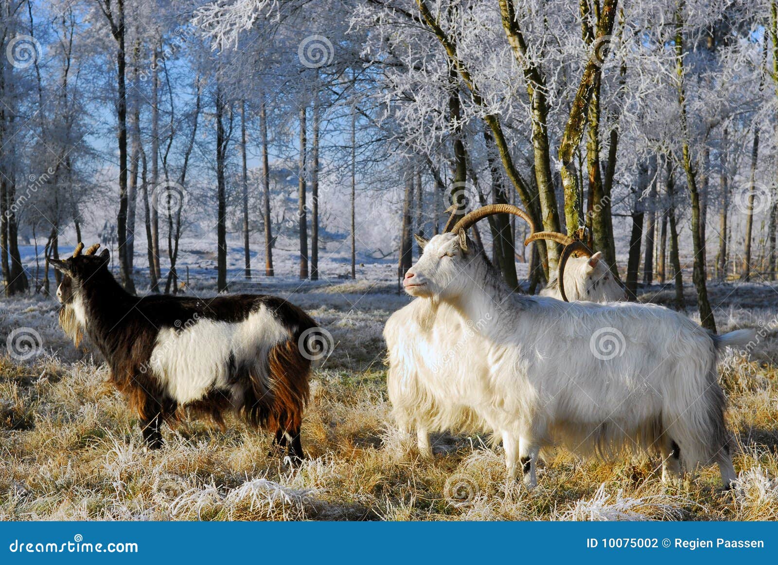 Goats stock photo. Image of goat, decoration, season - 10075002