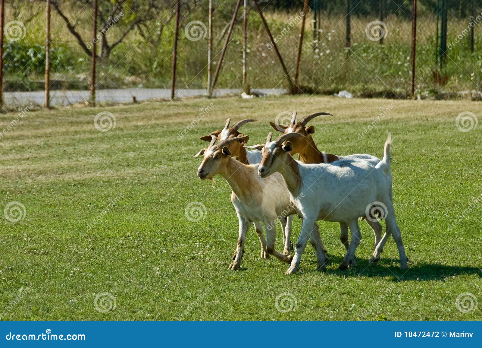 Four Goats Behind The Fence Royalty-Free Stock Image | CartoonDealer ...