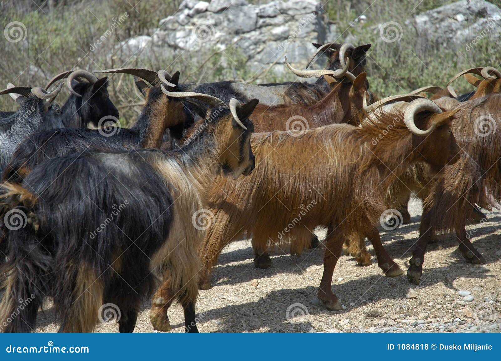 Goats stock photo. Image of bunch, great, attractive, black - 1084818