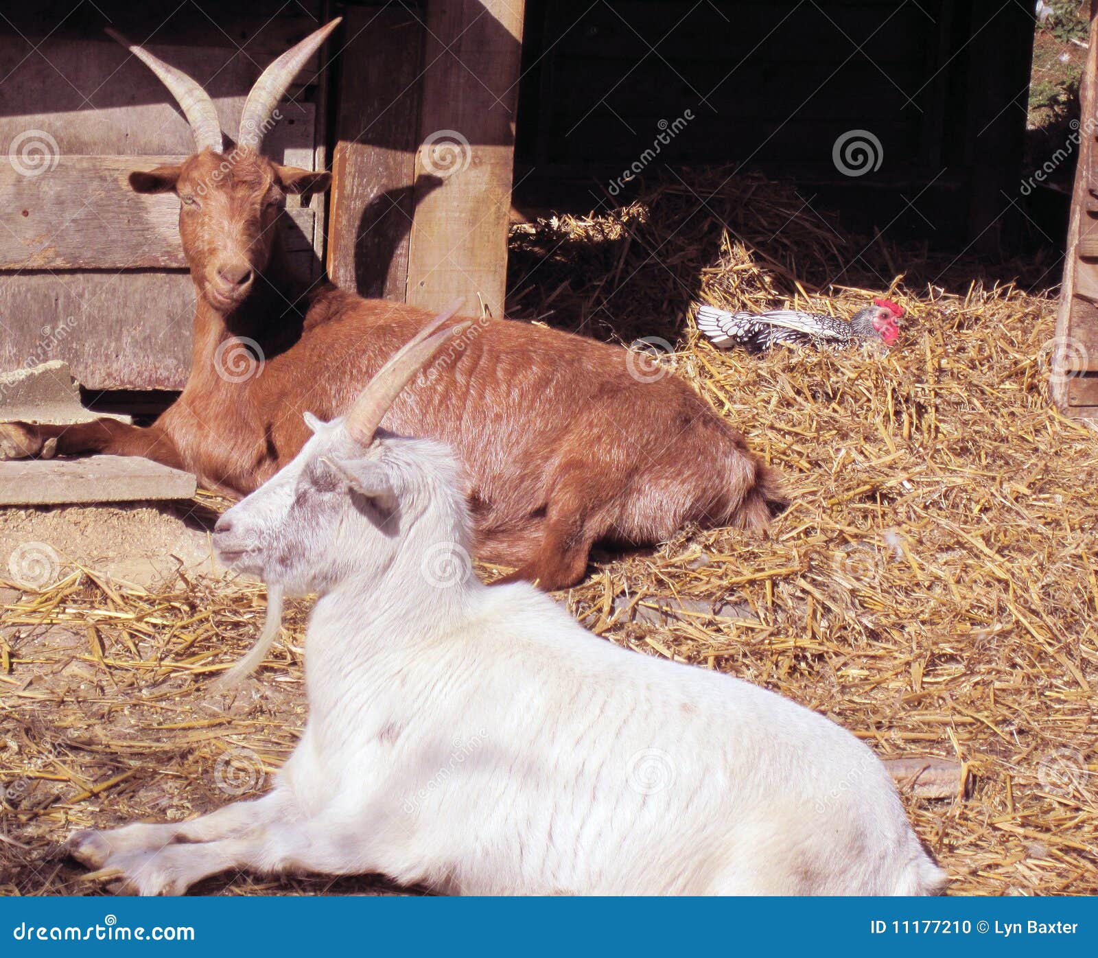 Goats stock photo. Image of farm, cattle, comedy, caprine - 11177210