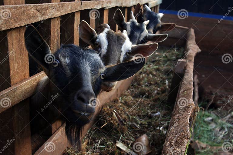 Goats stock image. Image of farm, goat, gather, congregation - 12957765