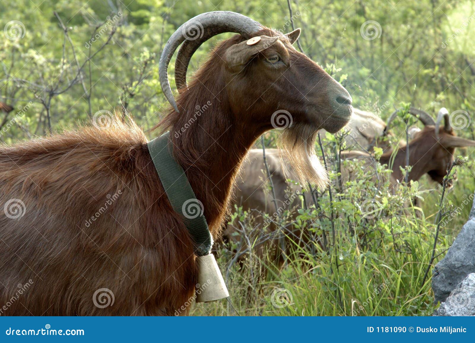 Goats 15 stock photo. Image of great, herd, goat, natural - 1181090
