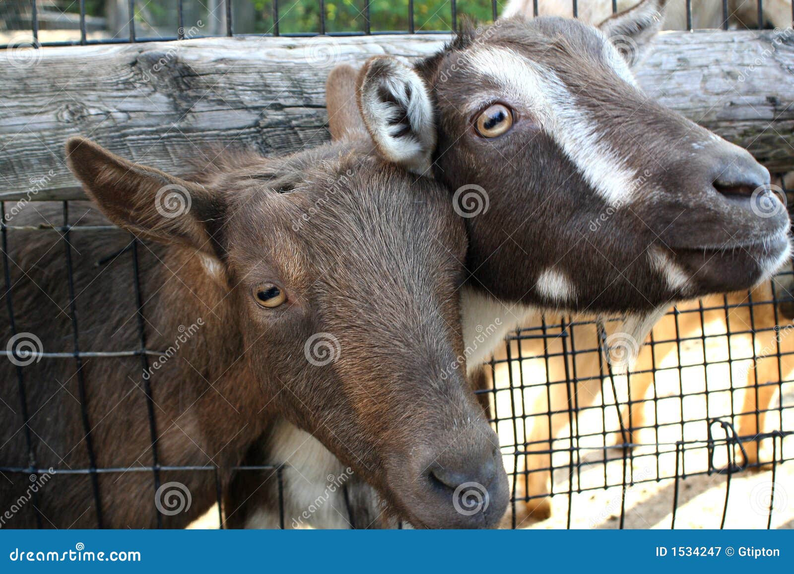 Goats stock image. Image of farm, rude, animal, compete - 1534247