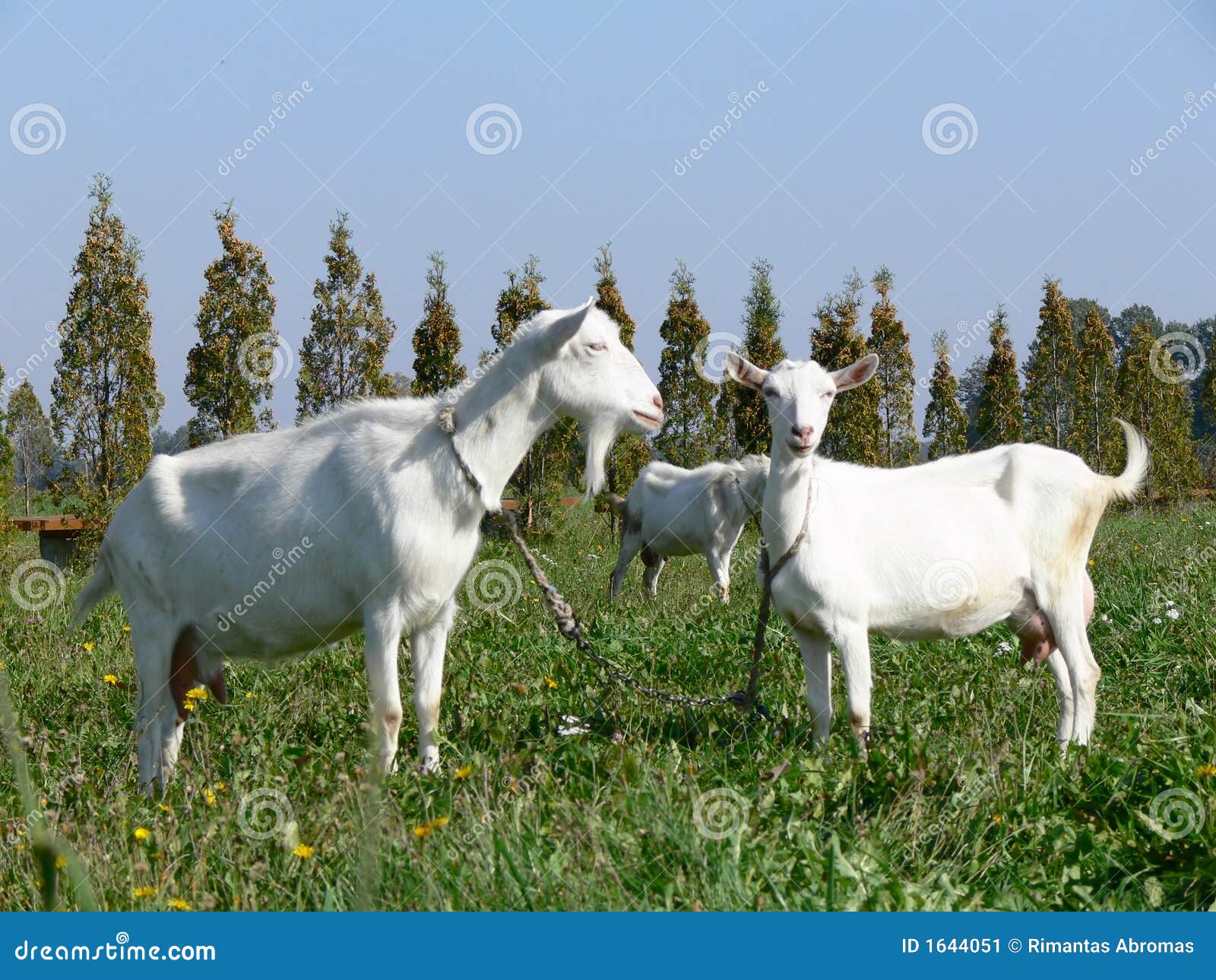 Goats stock image. Image of field, grassland, nature, animal - 1644051