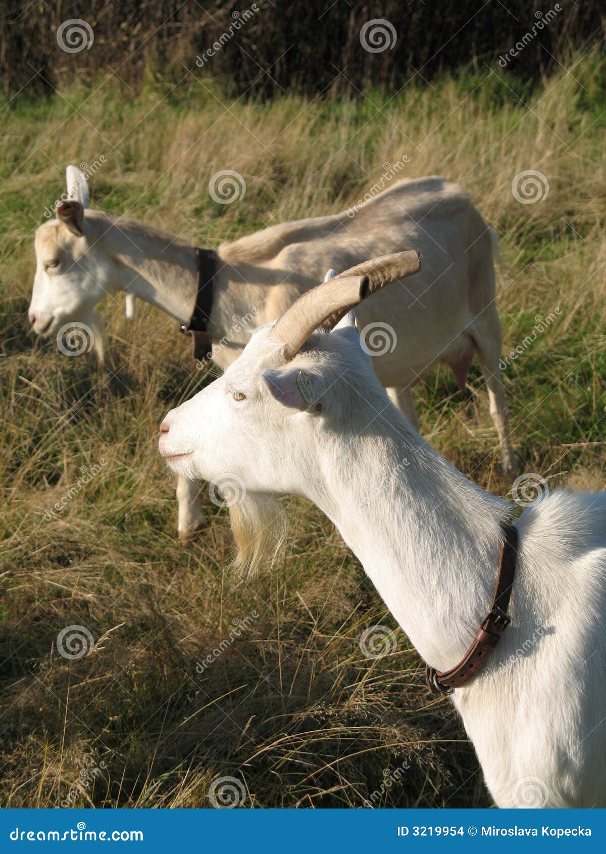 Goats stock photo. Image of meadow, goatling, breed, udder - 3219954