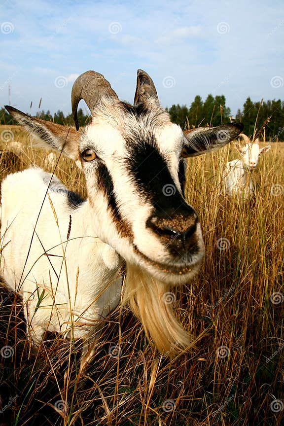 Goats stock photo. Image of goat, animal, cheese, symbol - 3329002