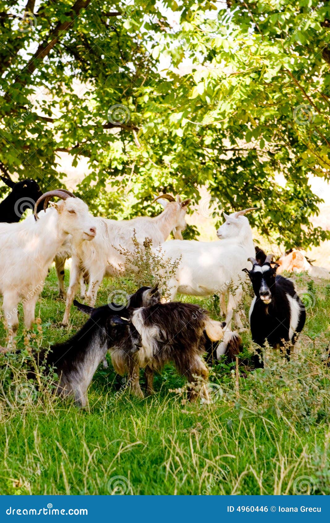 Goats stock photo. Image of spring, outdoors, farm, grazing - 4960446