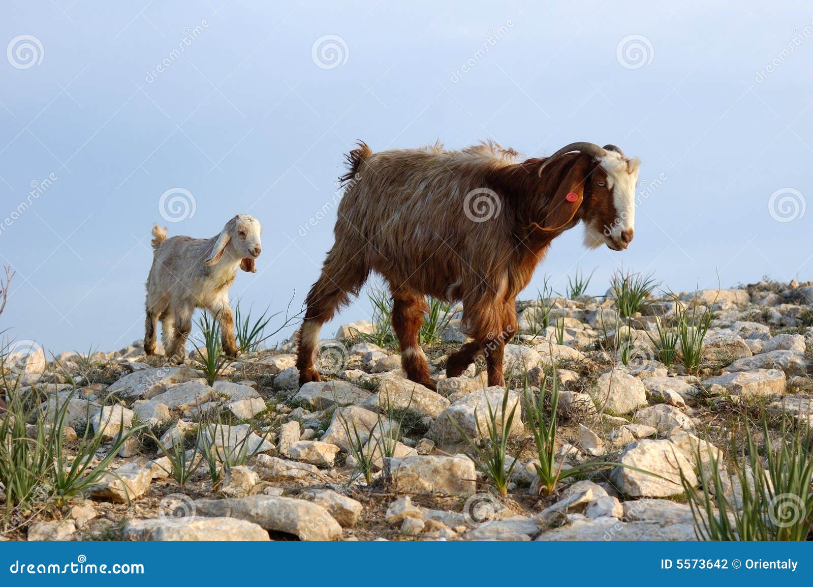 Goats stock photo. Image of agriculture, goats, mammal - 5573642