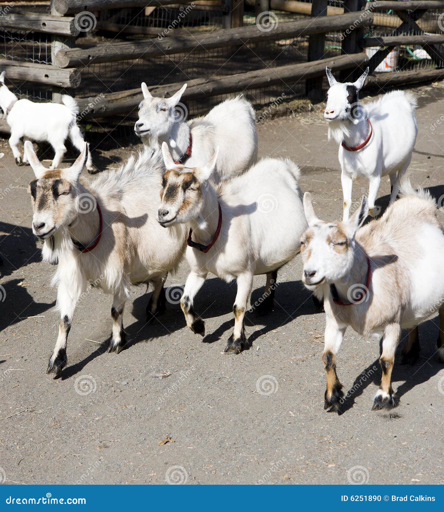 Goats stock photo. Image of group, mammals, goat, mammal - 6251890