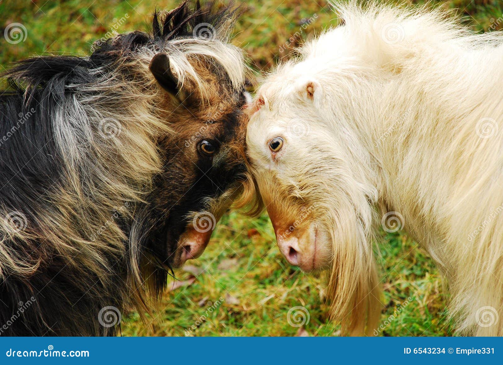 Goats stock photo. Image of agression, heads, opponent - 6543234