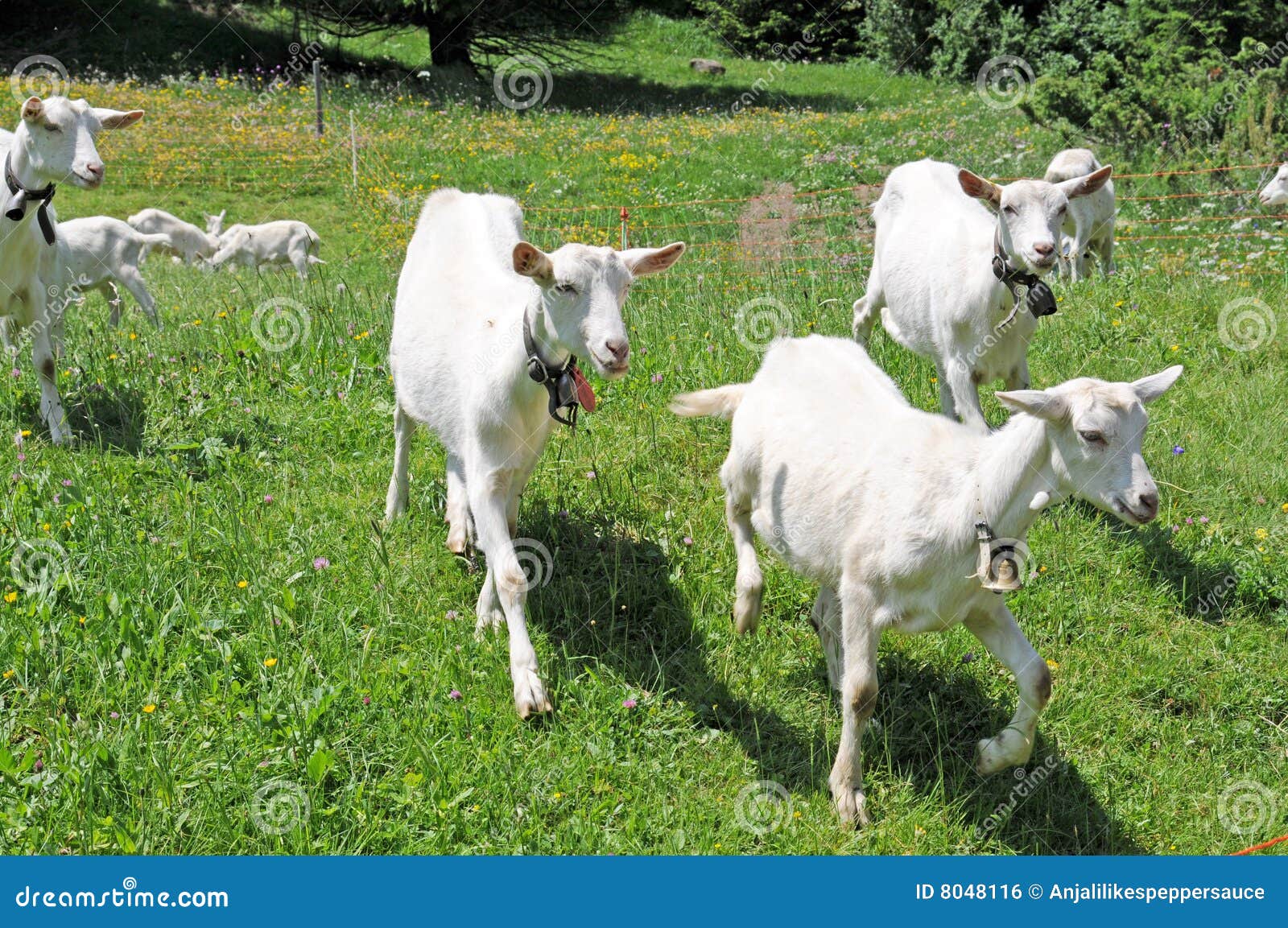 365 Goats Tail Stock Photos - Free & Royalty-Free Stock Photos from ...