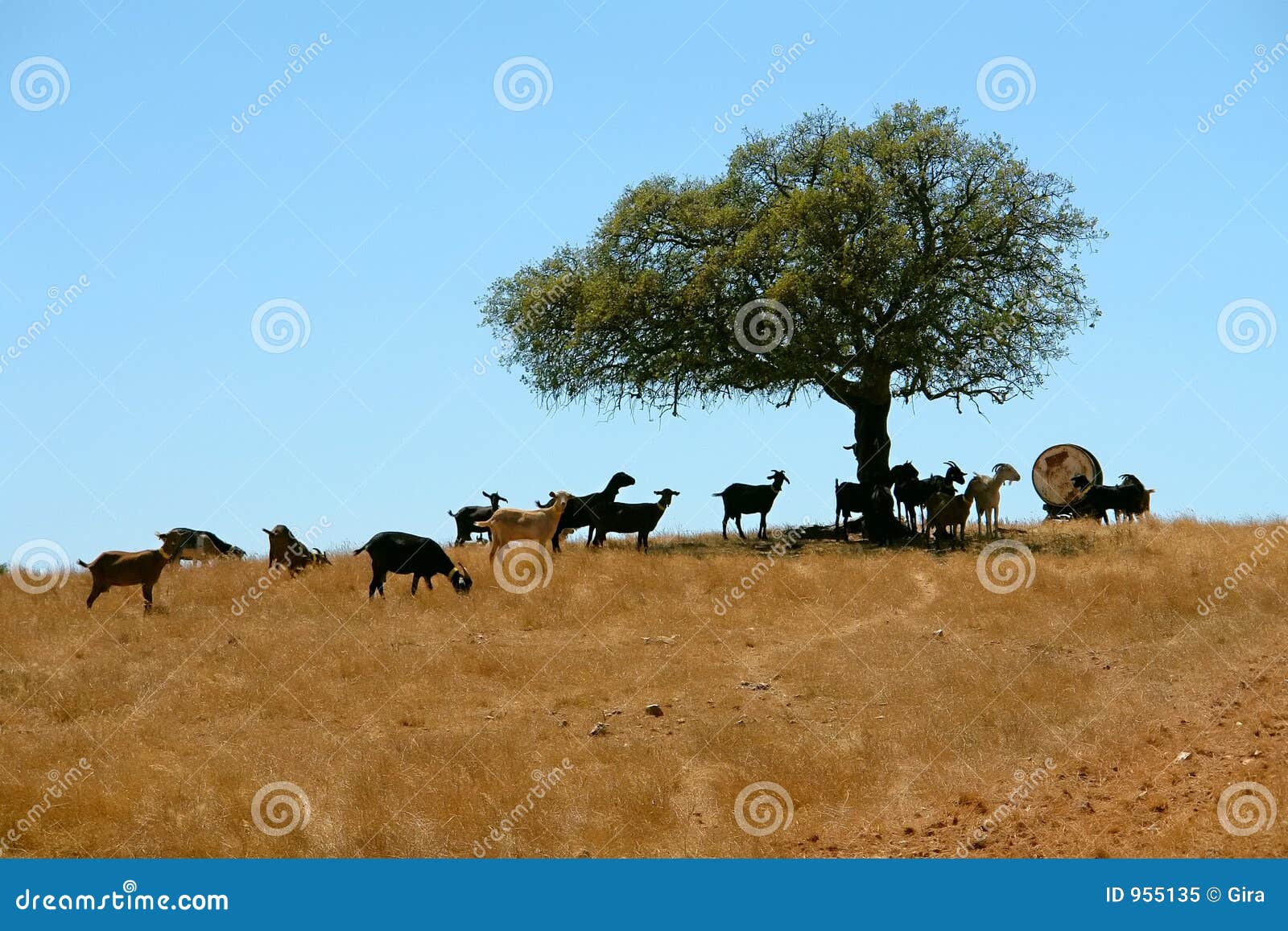 Goats stock image. Image of rural, grass, tree, pasturing - 955135