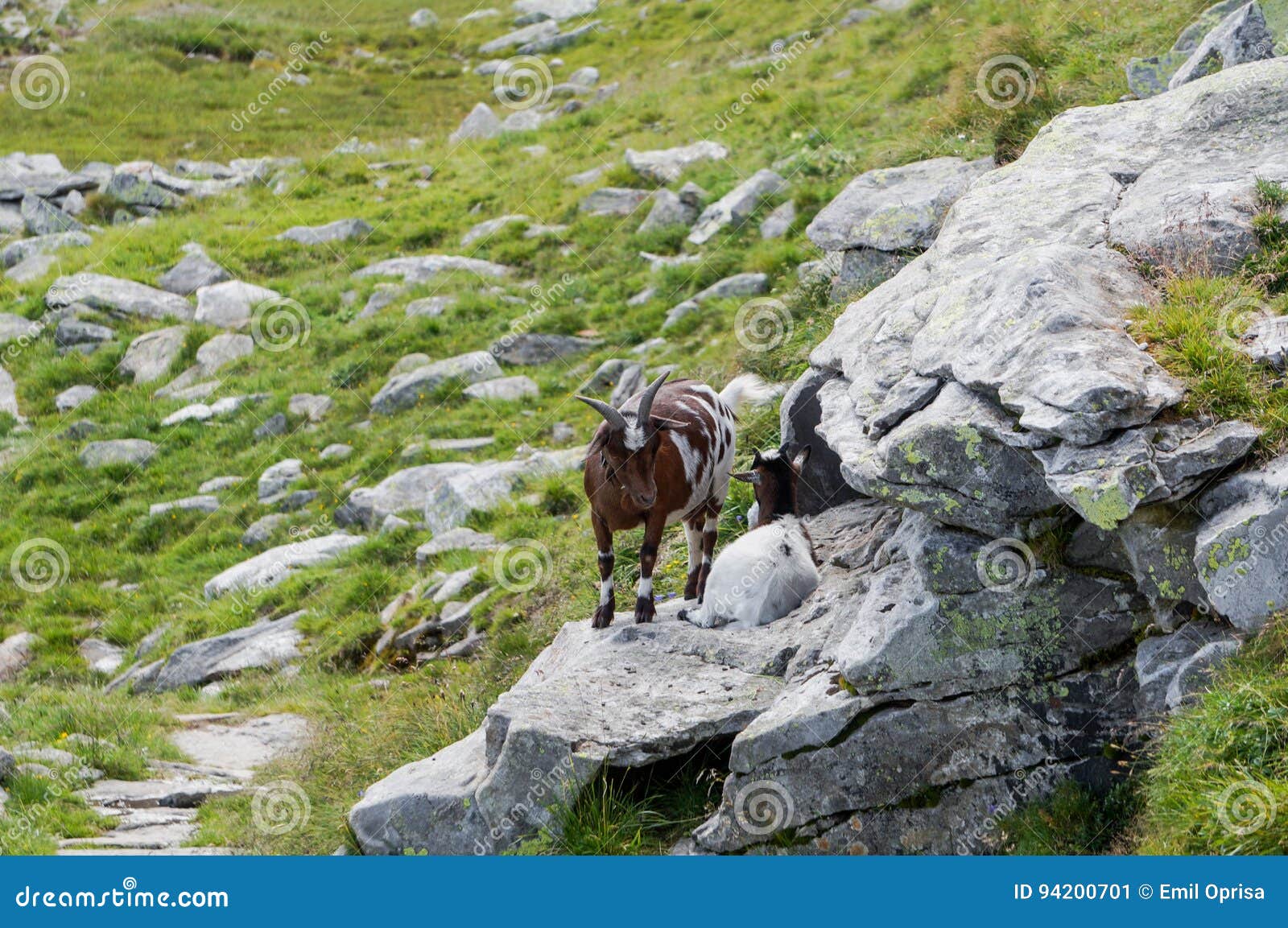 Goats in the Alps stock image. Image of milk, mountain - 94200701