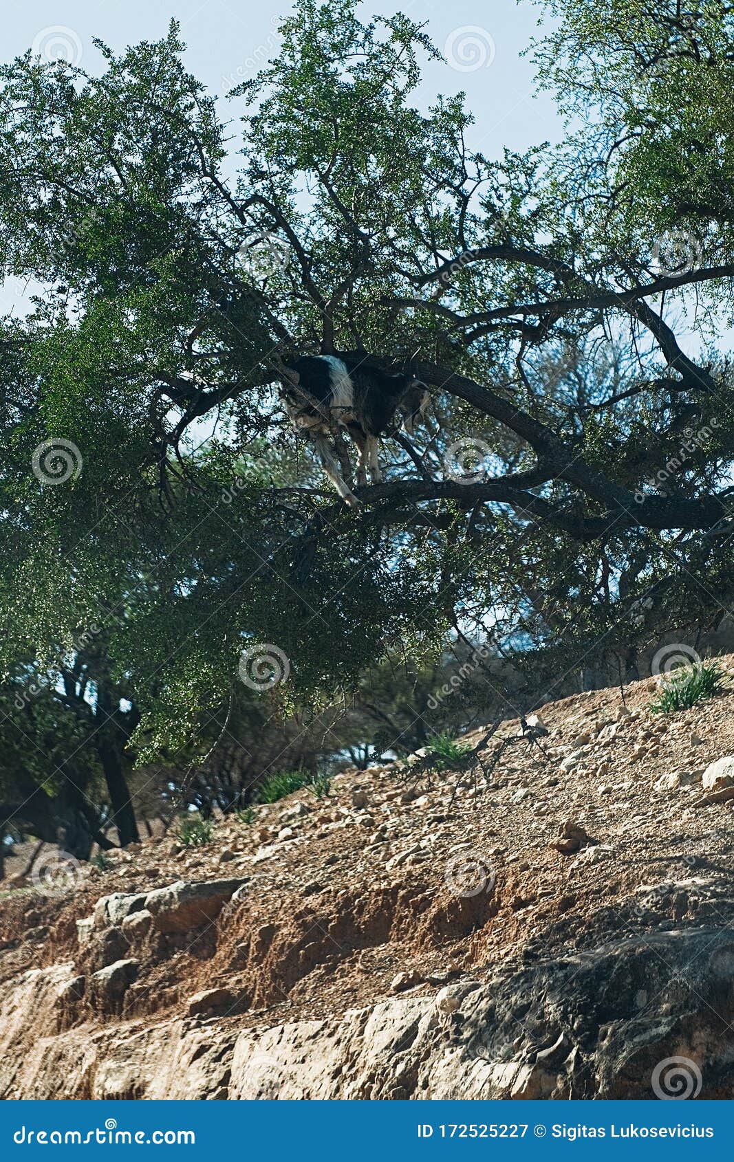 Goats In Argan Argania Spinosa Tree, Morocco Seen From Below Stock ...