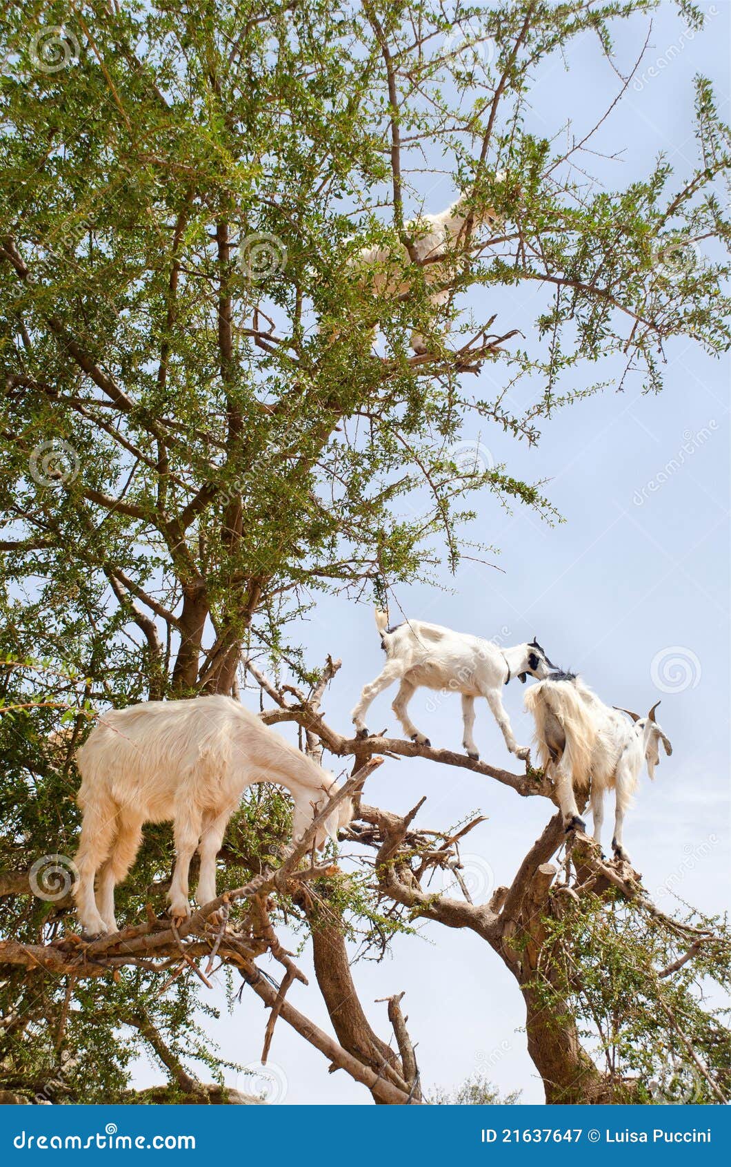 Goats on Argan Tree, Essaouira, Morocco Stock Image - Image of argan ...