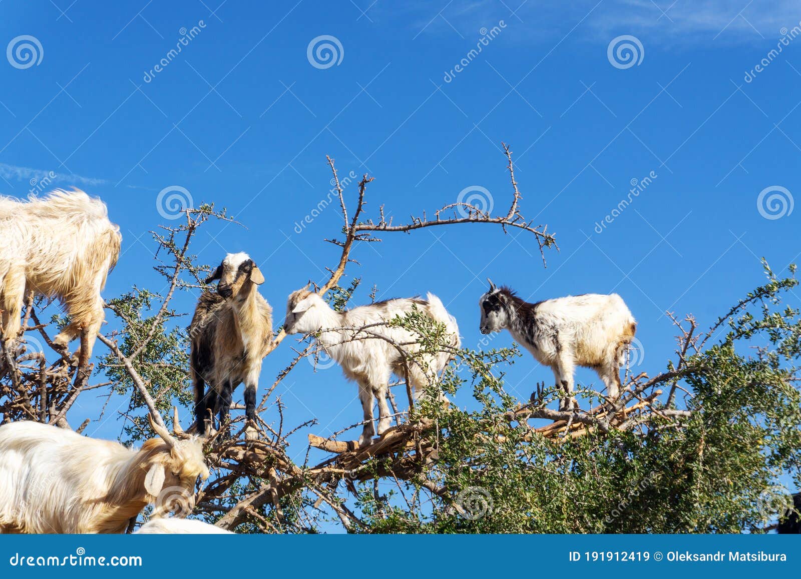 Goats on an Argan Tree in Morocco Stock Image - Image of color, morocco ...