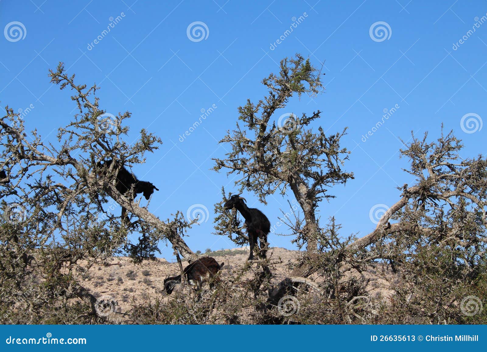 Goats in Argan Tree, Morocco Stock Image - Image of unusual, tree: 26635613