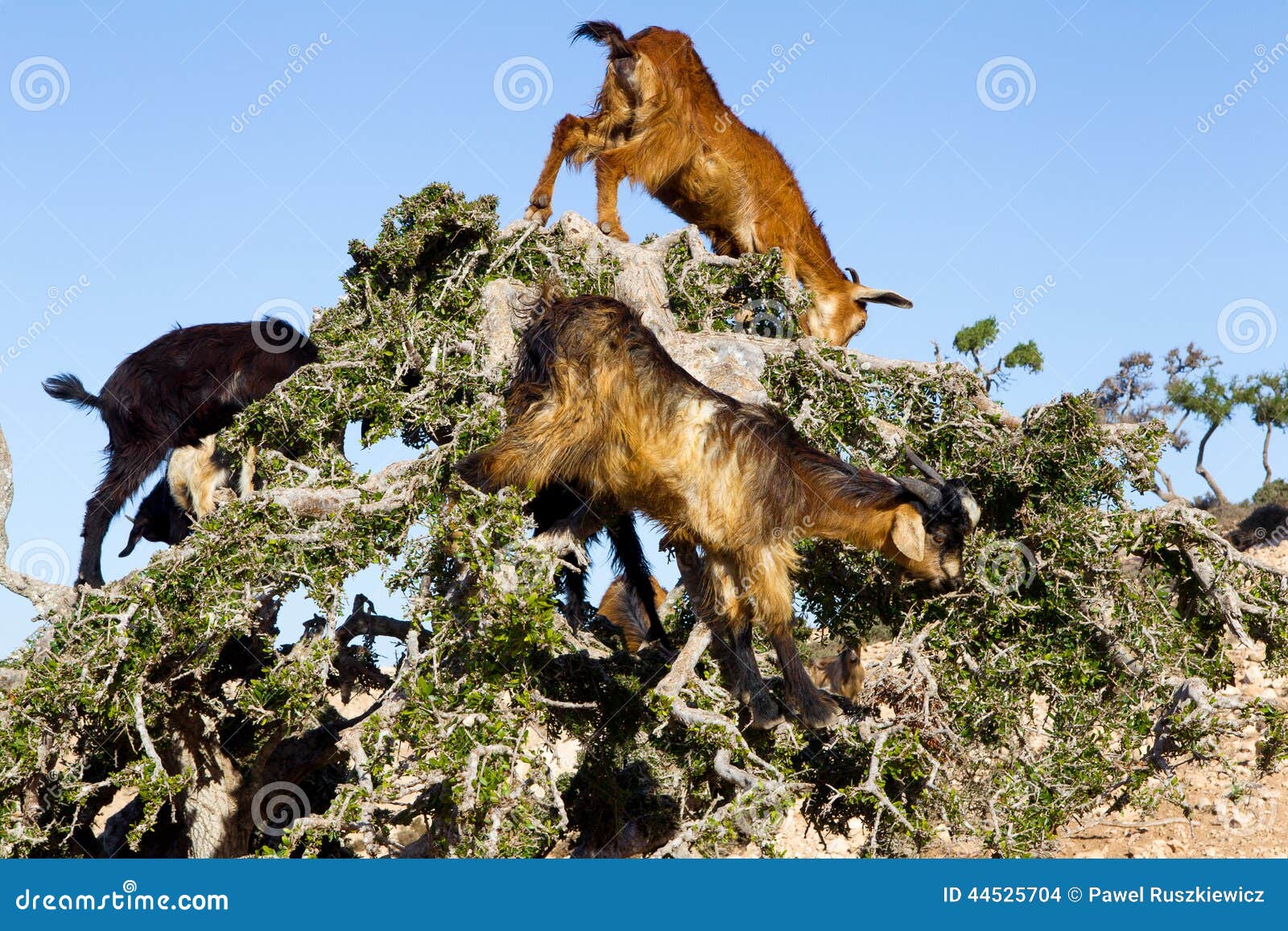 Goats on argan tree. stock photo. Image of fruit, grazing - 44525704
