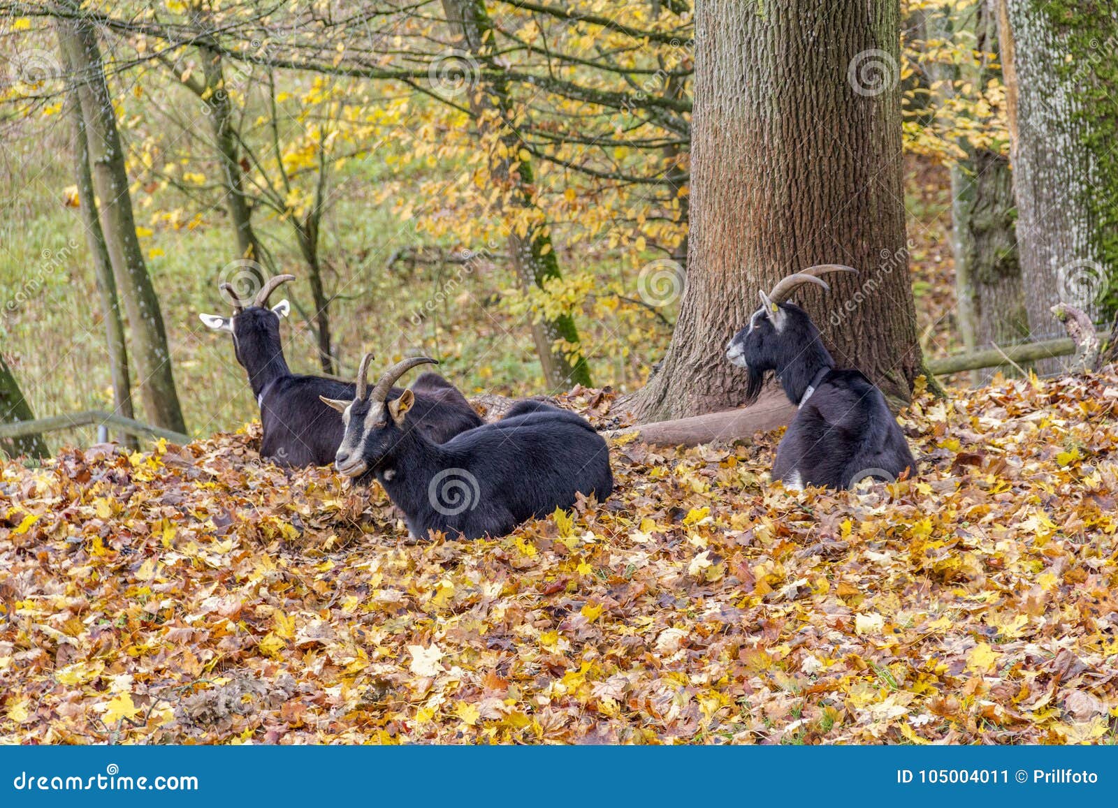 Goats in autumn ambiance stock image. Image of husbandry - 105004011