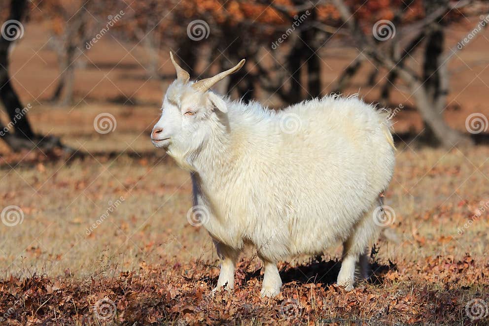 Goats autumn maple forest stock image. Image of open - 38610331