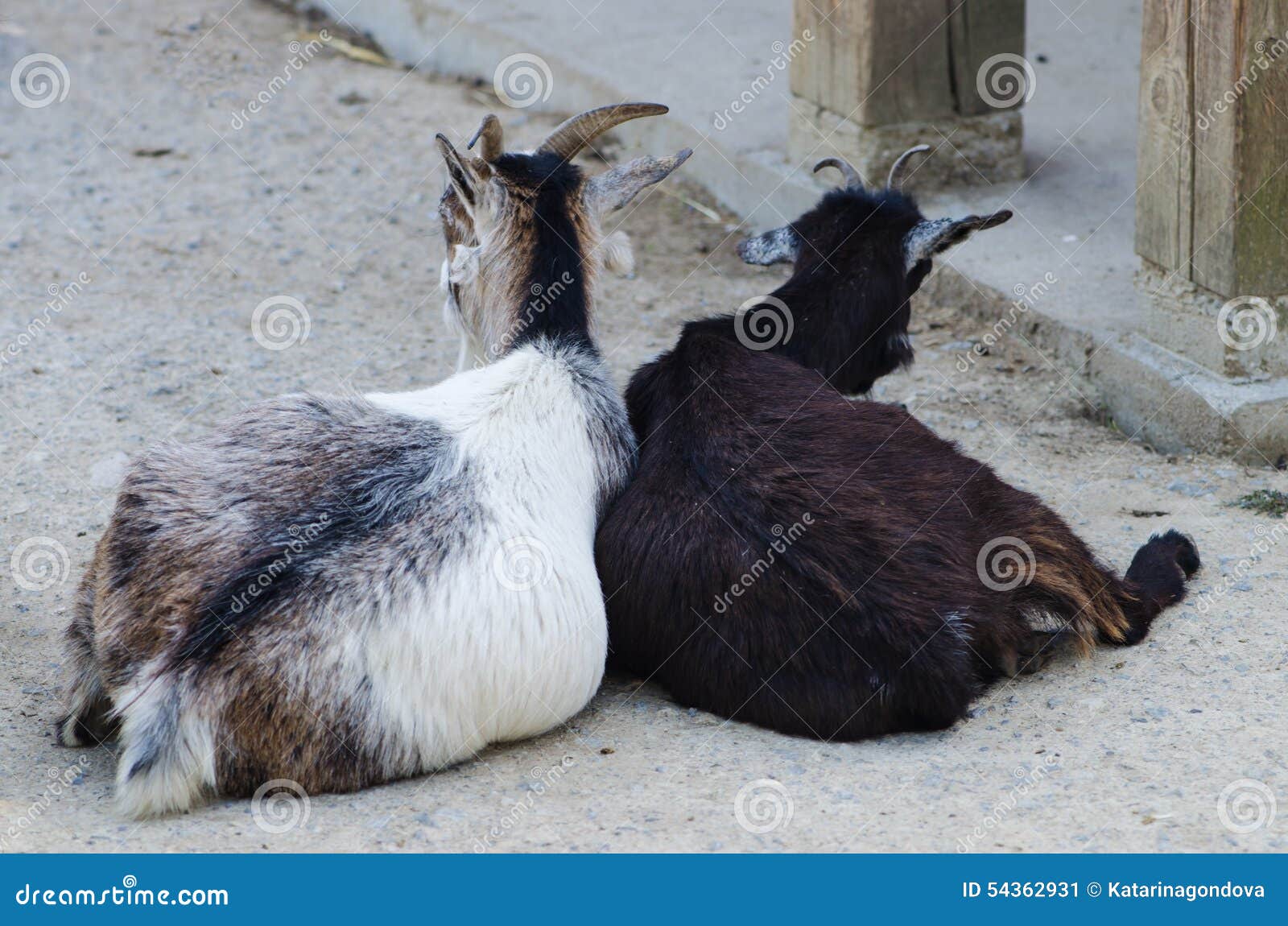 Goats back view stock image. Image of outside, rural - 54362931