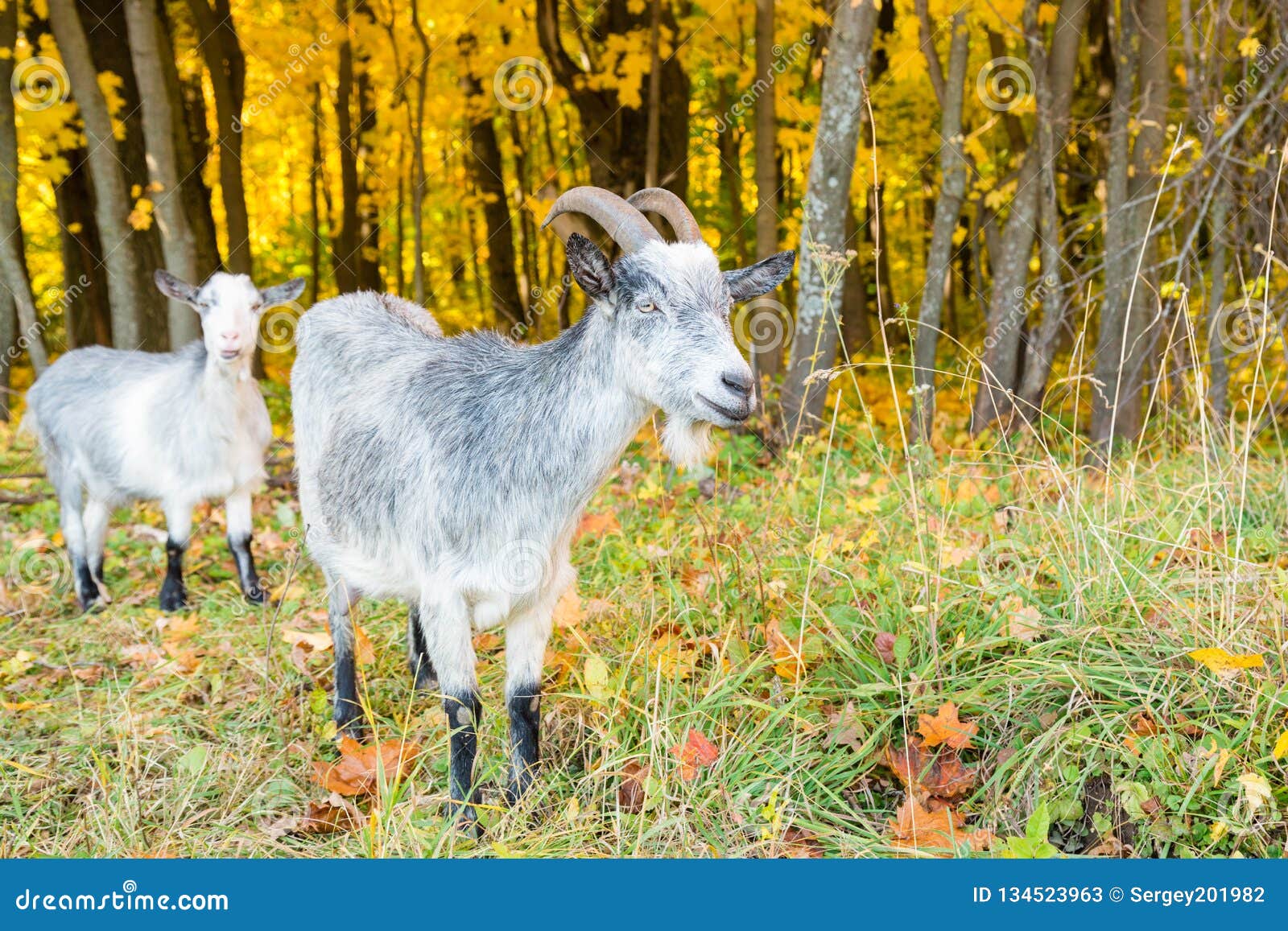 Goats on the Background of Autumn Forest Stock Image - Image of look ...
