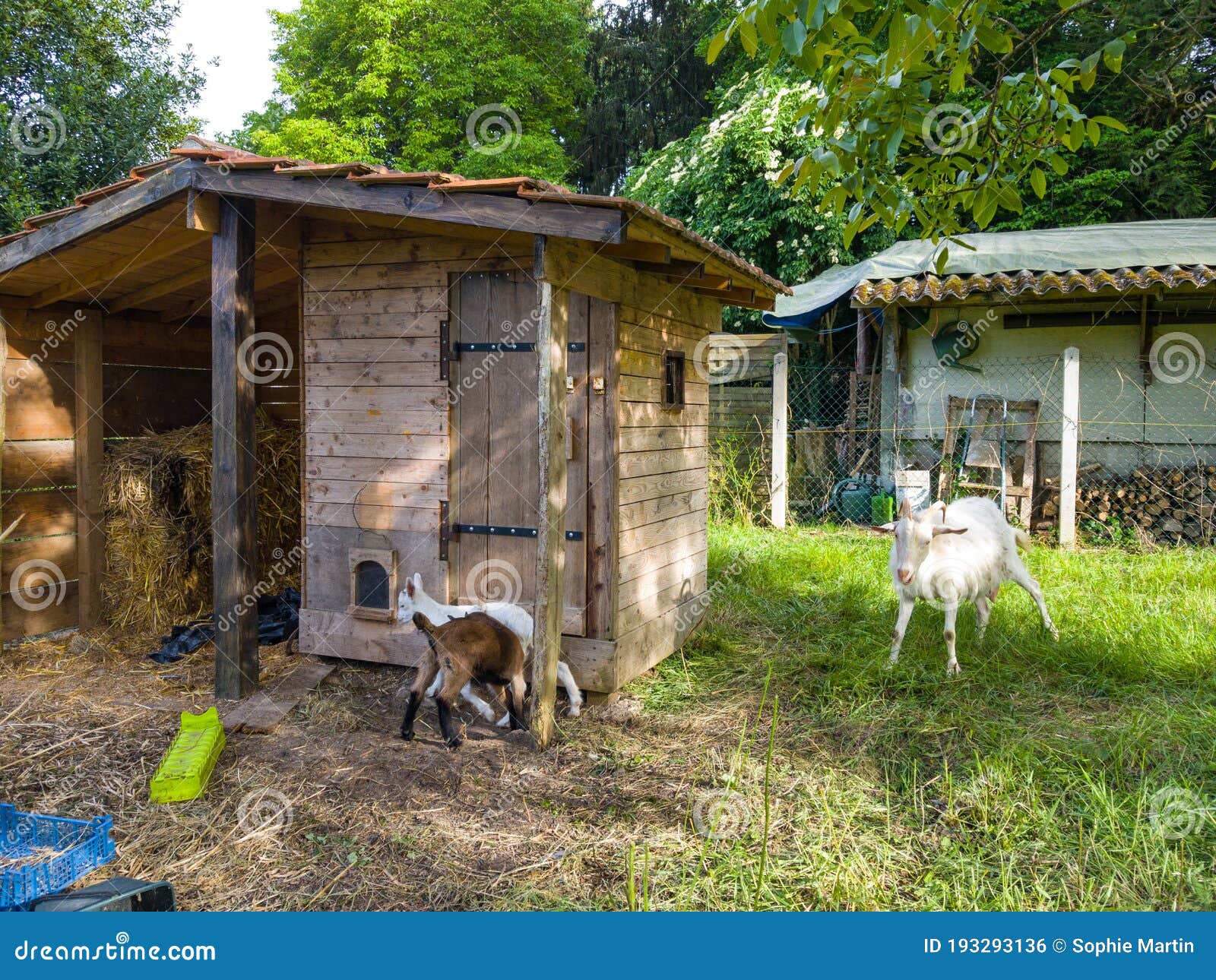 Goats in backyard stock photo. Image of backyard, farm - 193293136