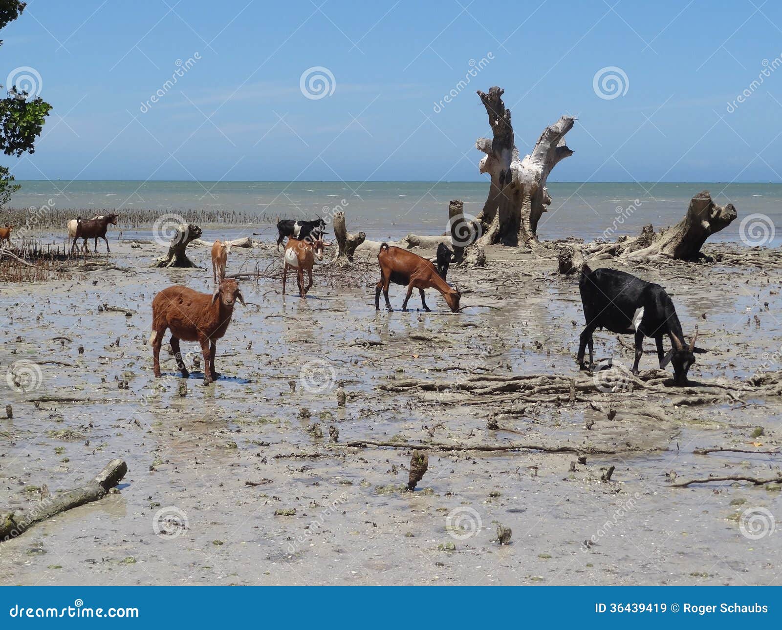 Goats on the Beach in Madagascar Stock Image - Image of boot, beach ...