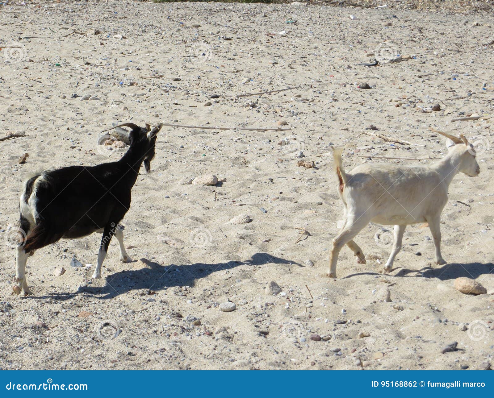 Goats in the beach stock photo. Image of beach, wild - 95168862