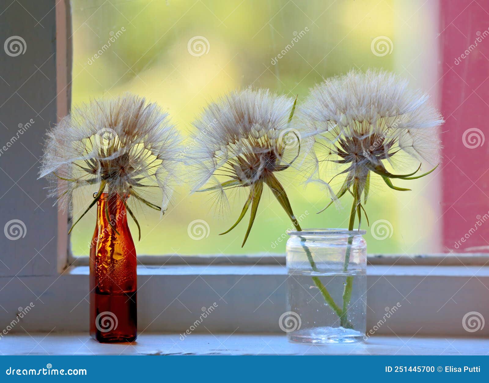 Goats Beards Seeds in Pappus Ball Stock Photo - Image of natural, flora ...