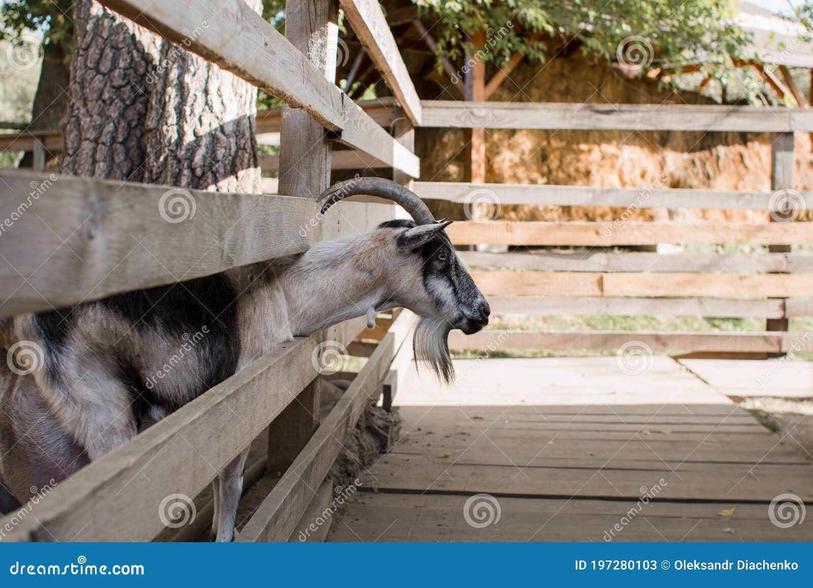 Goats Behind the Fence at the Zoo Stock Image - Image of care, natural ...
