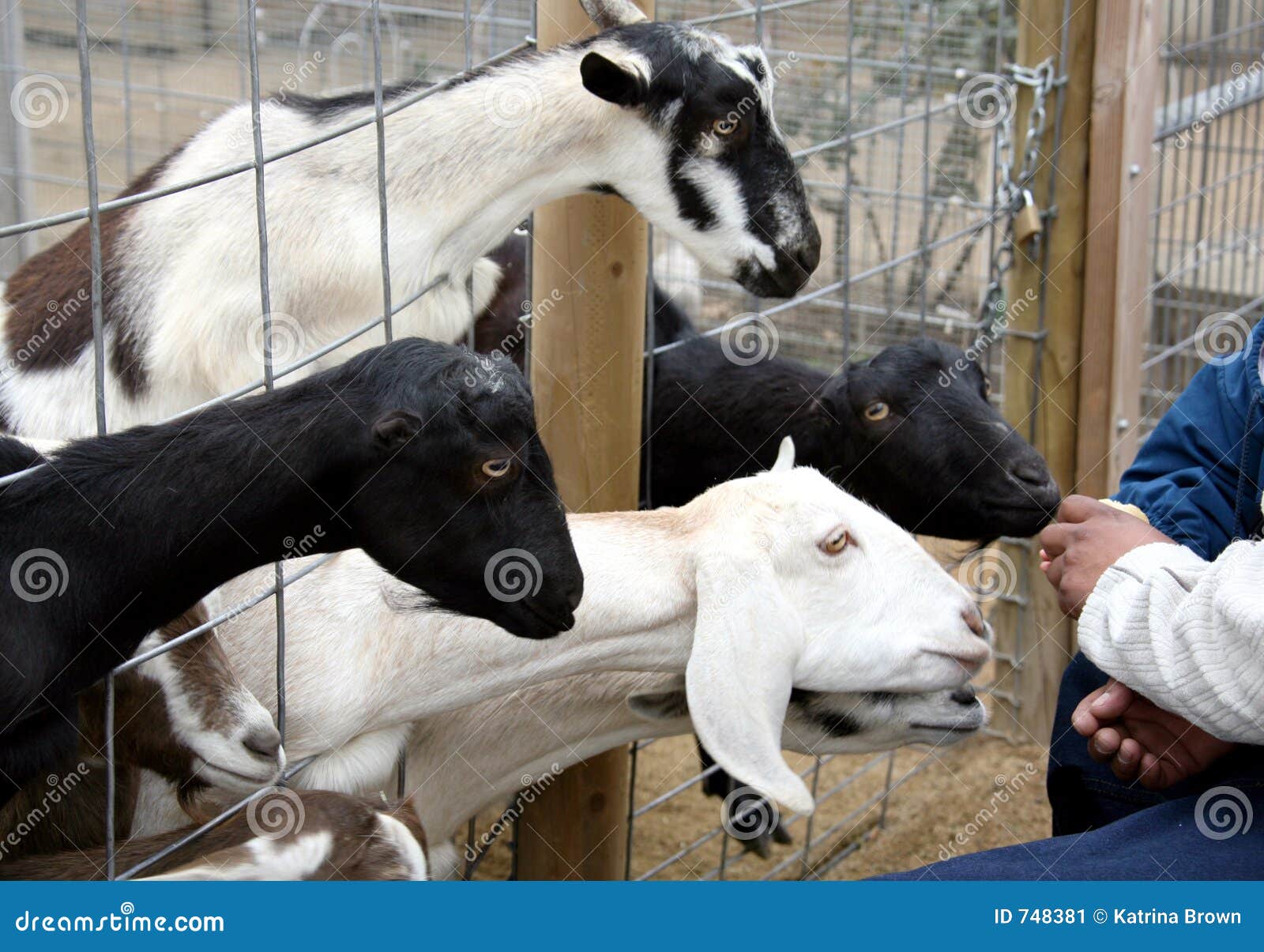 Goats Being Fed stock image. Image of hairy, farm, goat - 748381