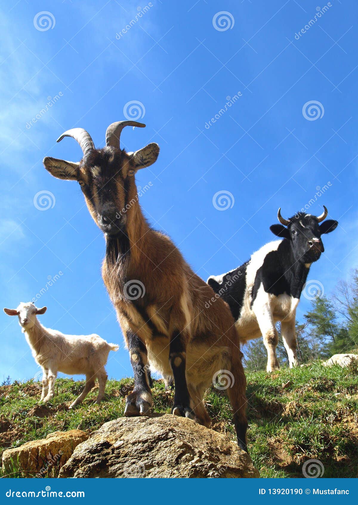 Goats and bull stock photo. Image of blue, doeling, herd - 13920190