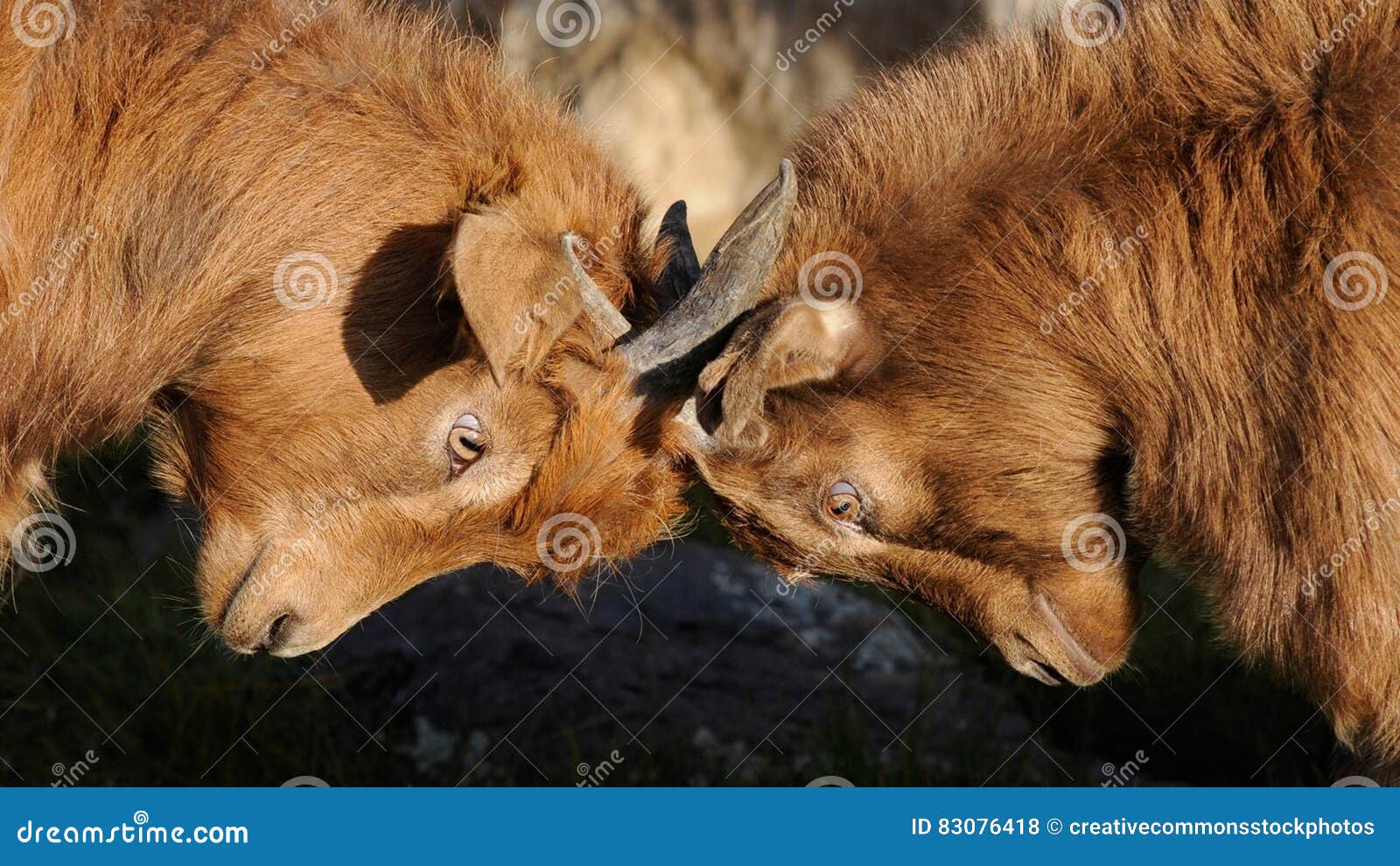 Goats Butting Heads Picture. Image: 83076418