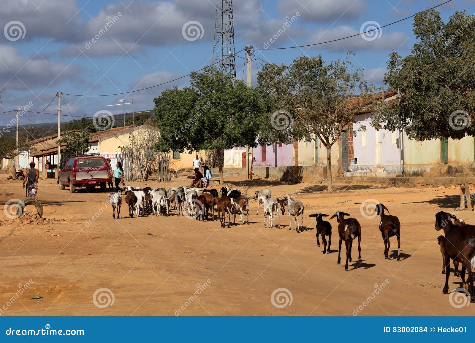 Goats in the Caatinga of Brazil Editorial Stock Image - Image of goats ...