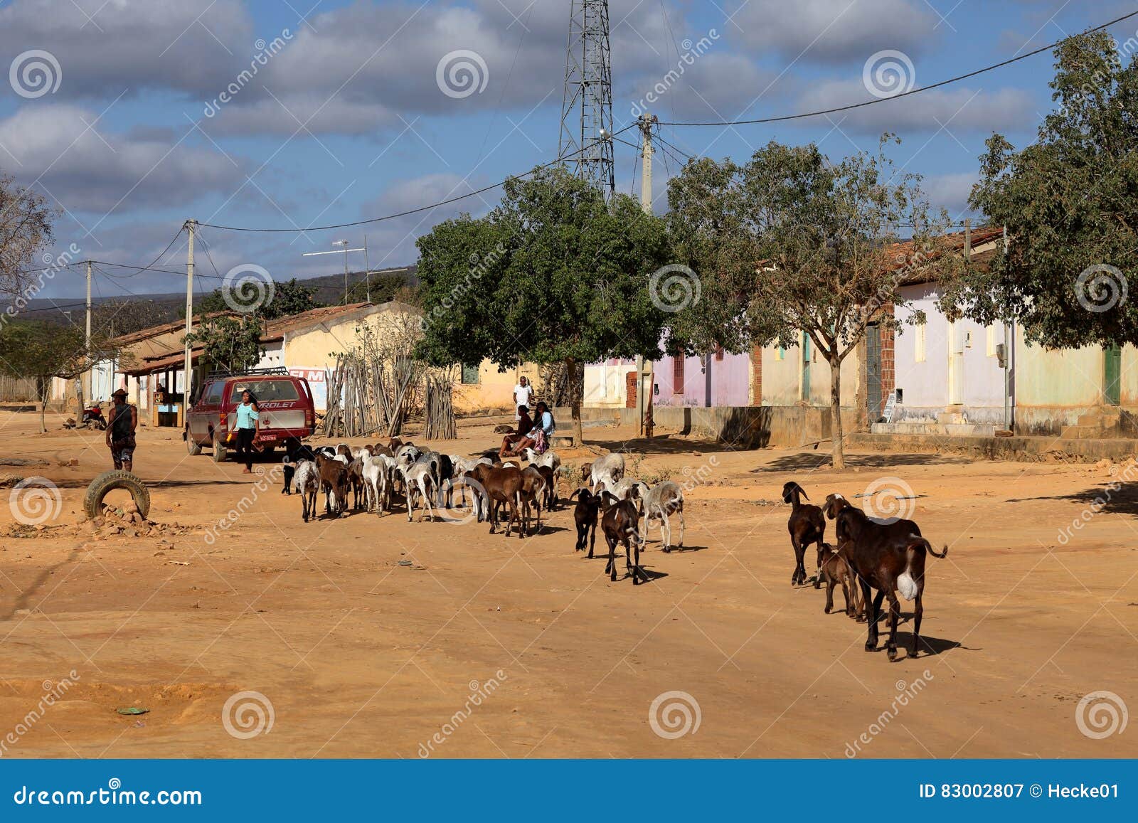 Goats in the Caatinga of Brazil Editorial Photography - Image of ...